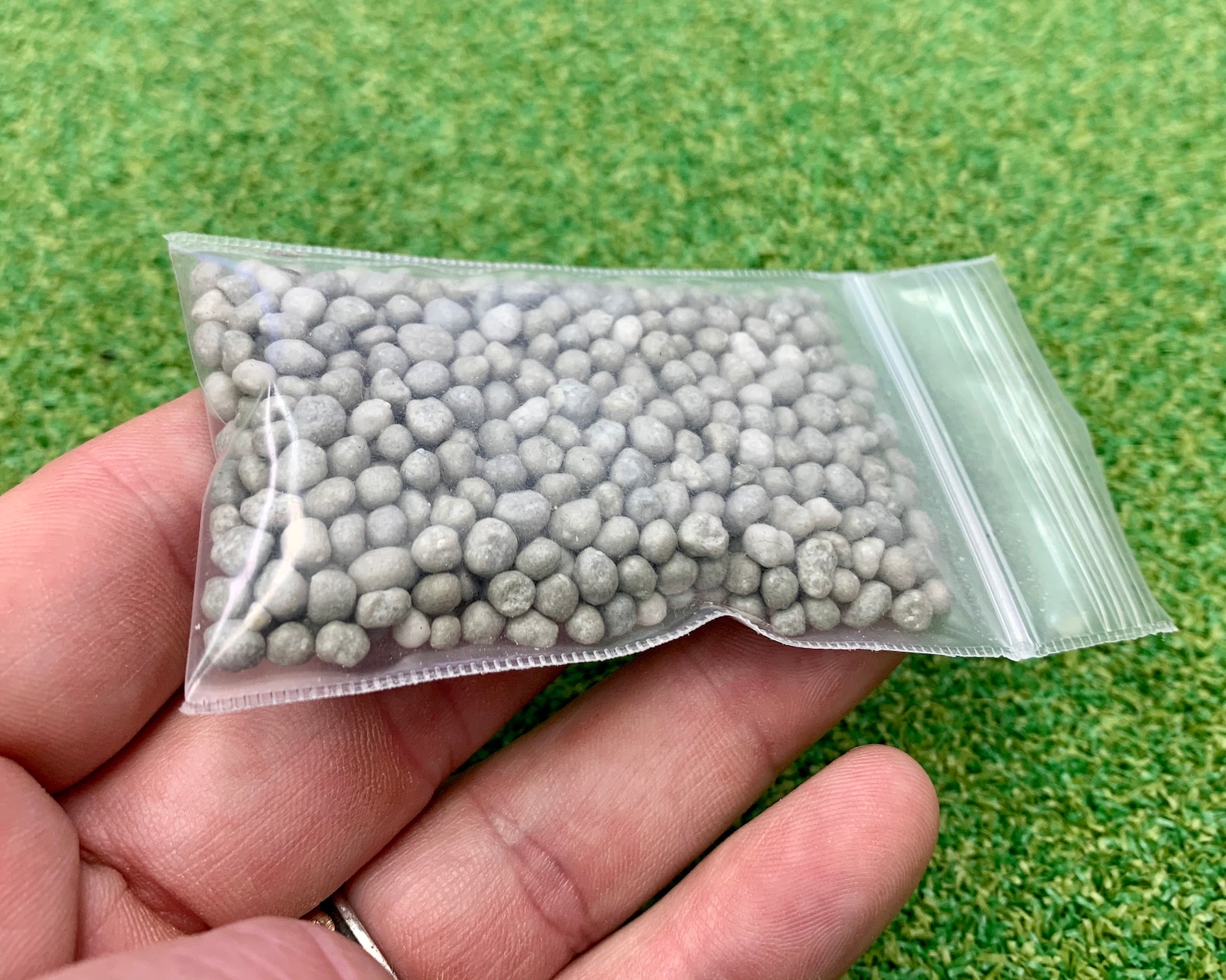 Horsetail Reed, Equisetum Hyemale, Horsetail Reed Grass, Horsetail Reed ...