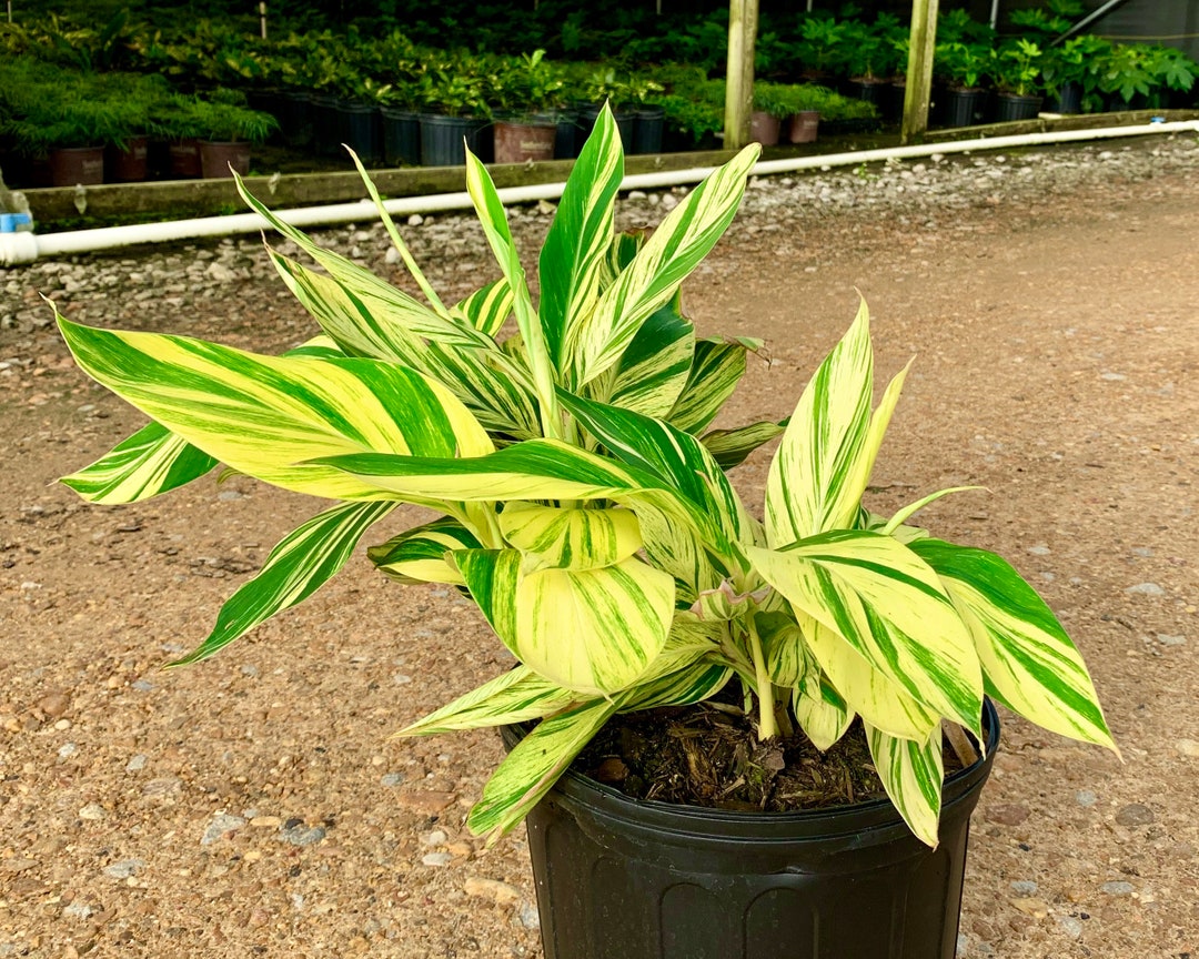 Variegated Ginger, Alpinia Zerumbet, Variegated Shell Ginger ...