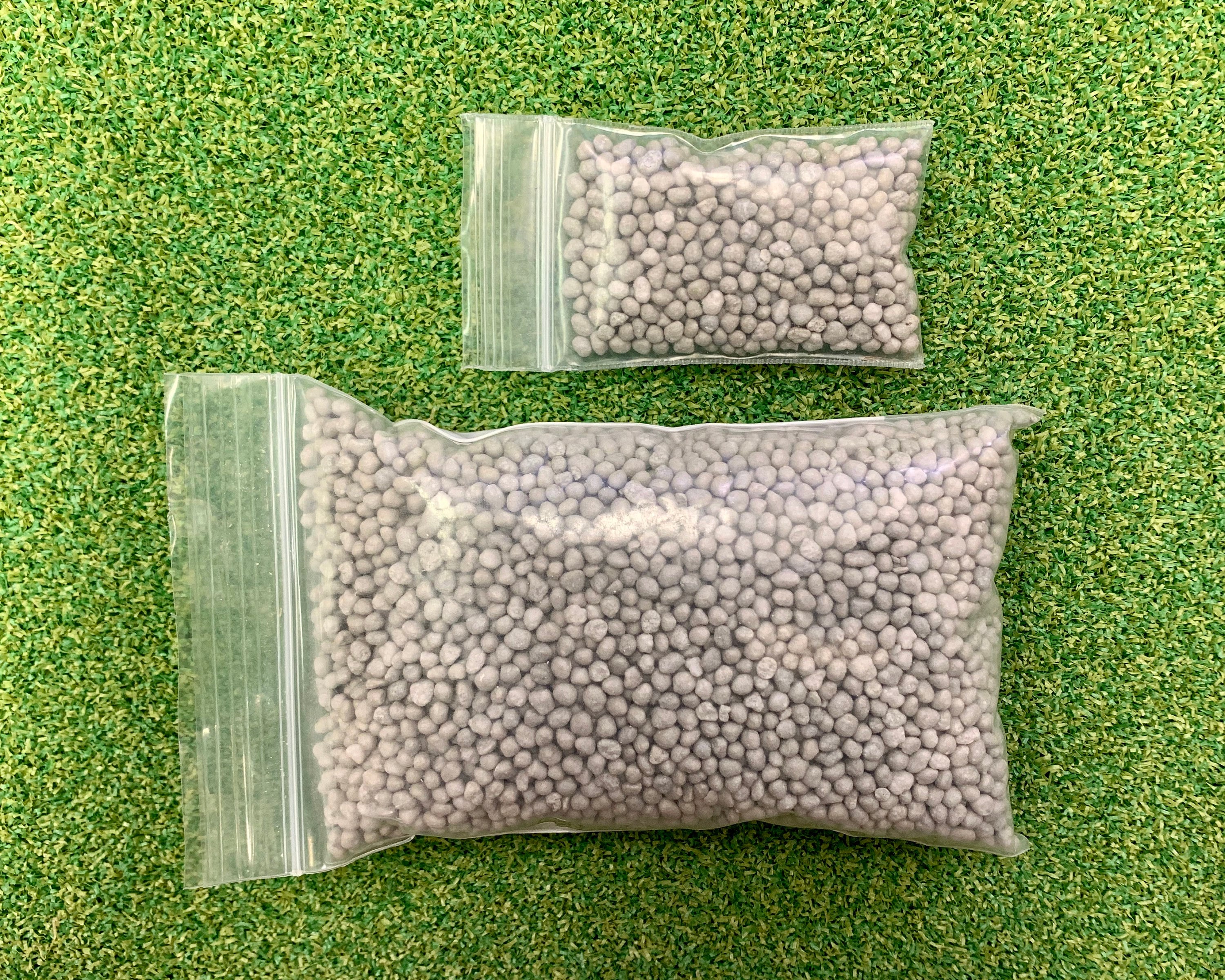 Horsetail Reed Equisetum Hyemale Horsetail Reed Grass - Etsy