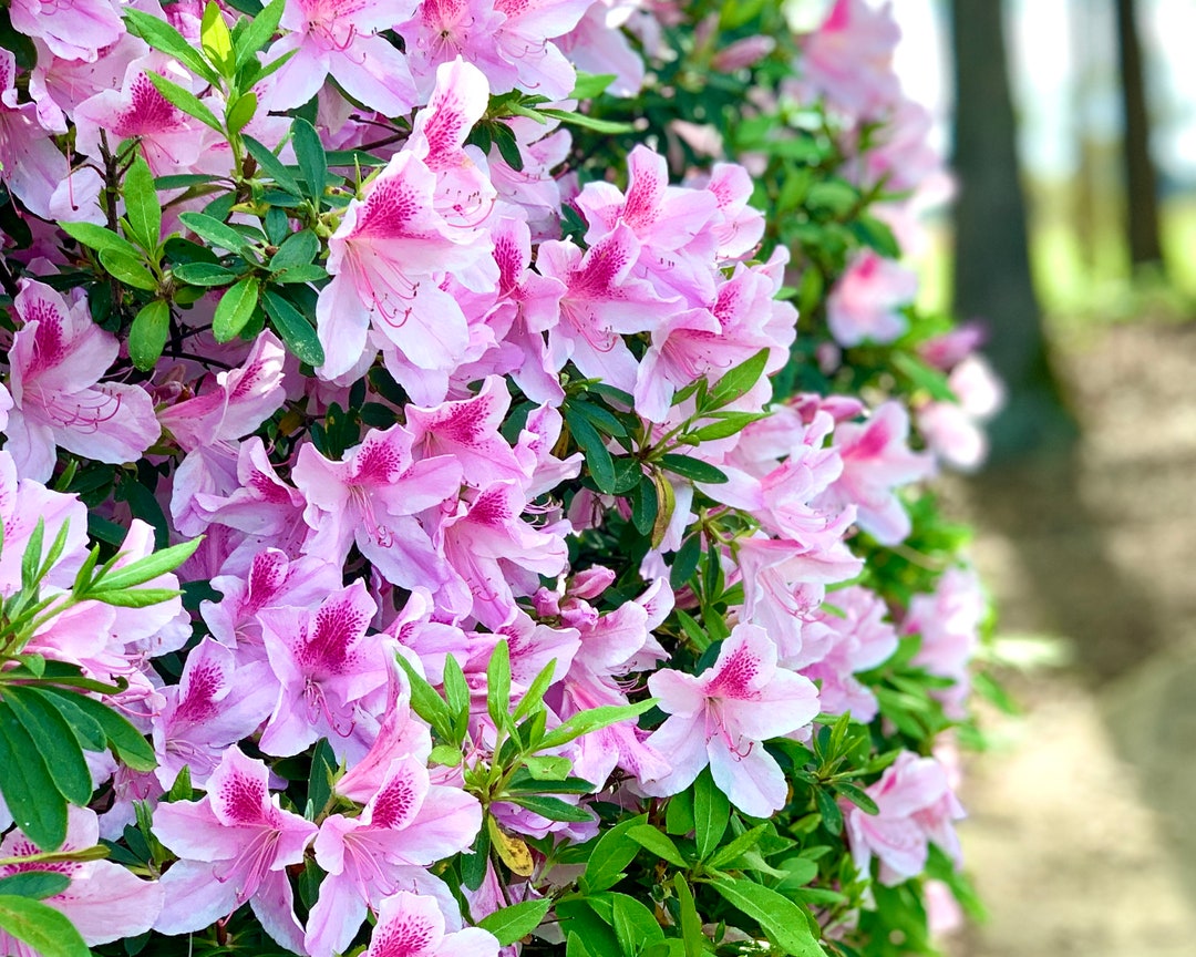 George Tabor Azalea, Azalea, Azalea Plant, Evergreen Hedge, Evergreen ...