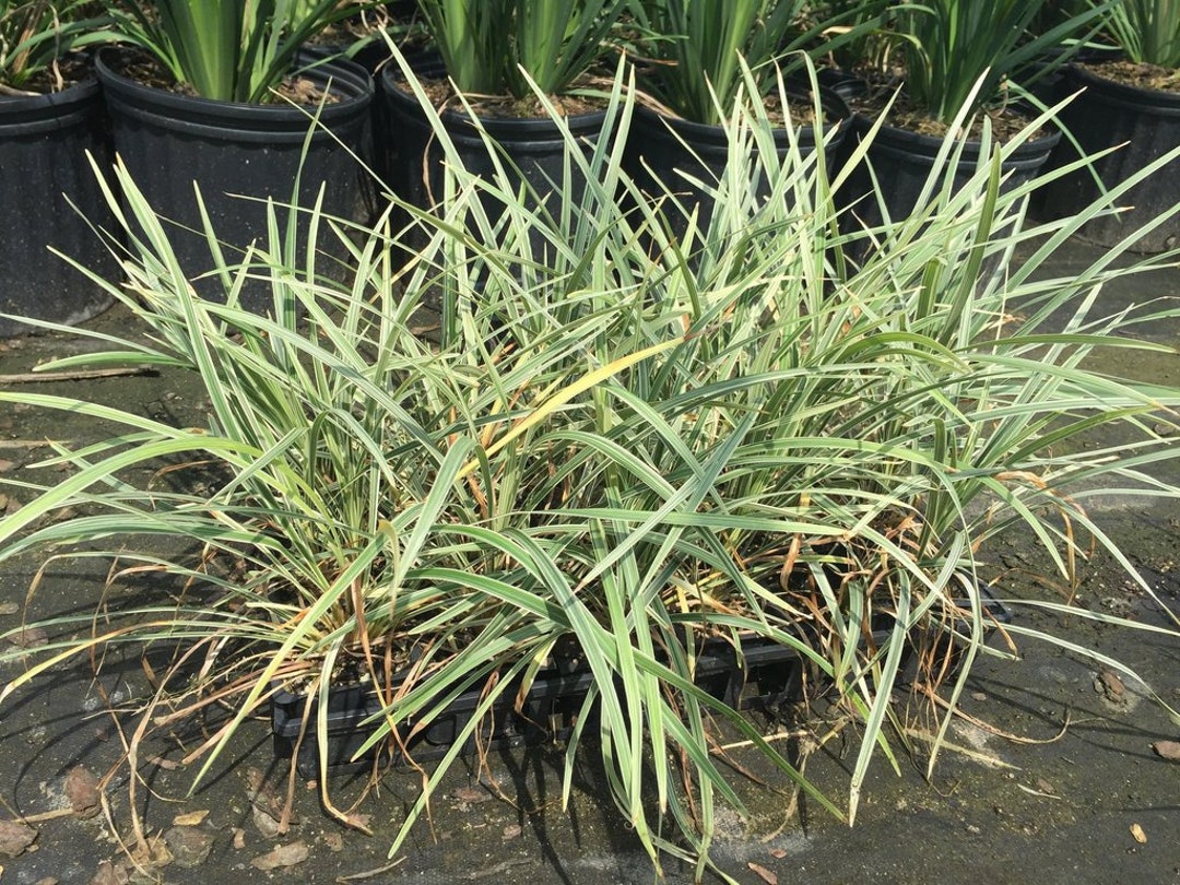 Aztec Grass, Liriope Muscari - Etsy