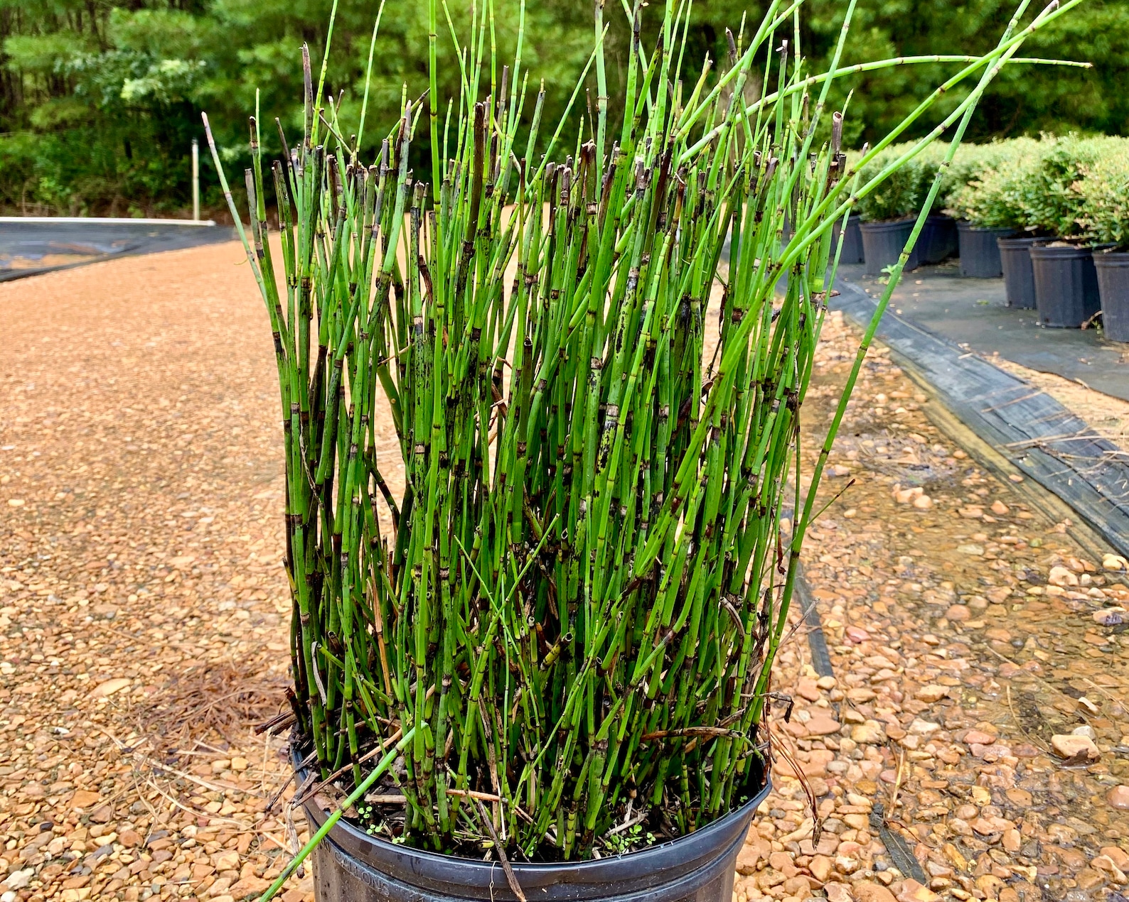 Horsetail Reed, Equisetum Hyemale, Horsetail Reed Grass, Horsetail Reed ...