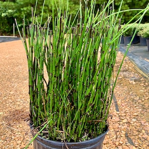 Horsetail Reed, Equisetum Hyemale, Horsetail Reed Grass, Horsetail Reed ...