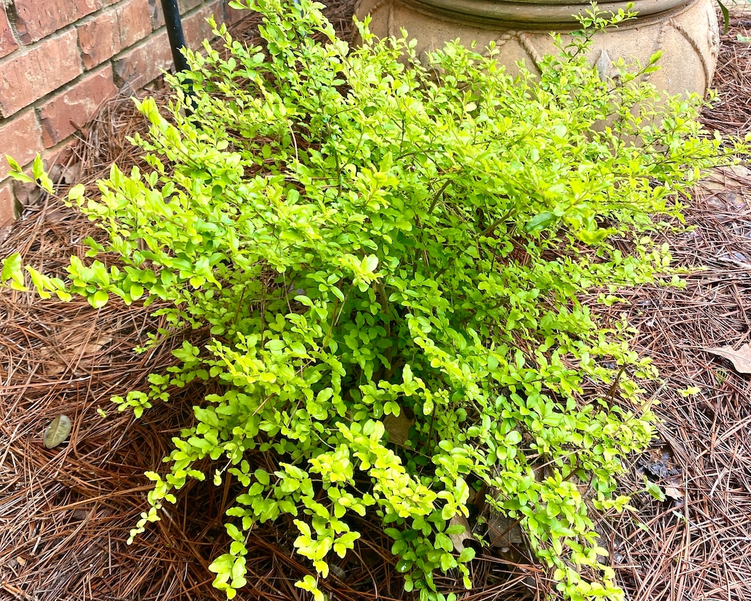 Sunshine Ligustrum, Sun Shine Ligustrum - Etsy