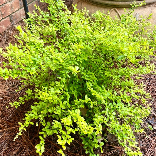 Sunshine Ligustrum Full Sun Plants Evergreen Shrubs Outdoor - Etsy