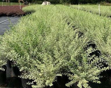 Variegated Privet