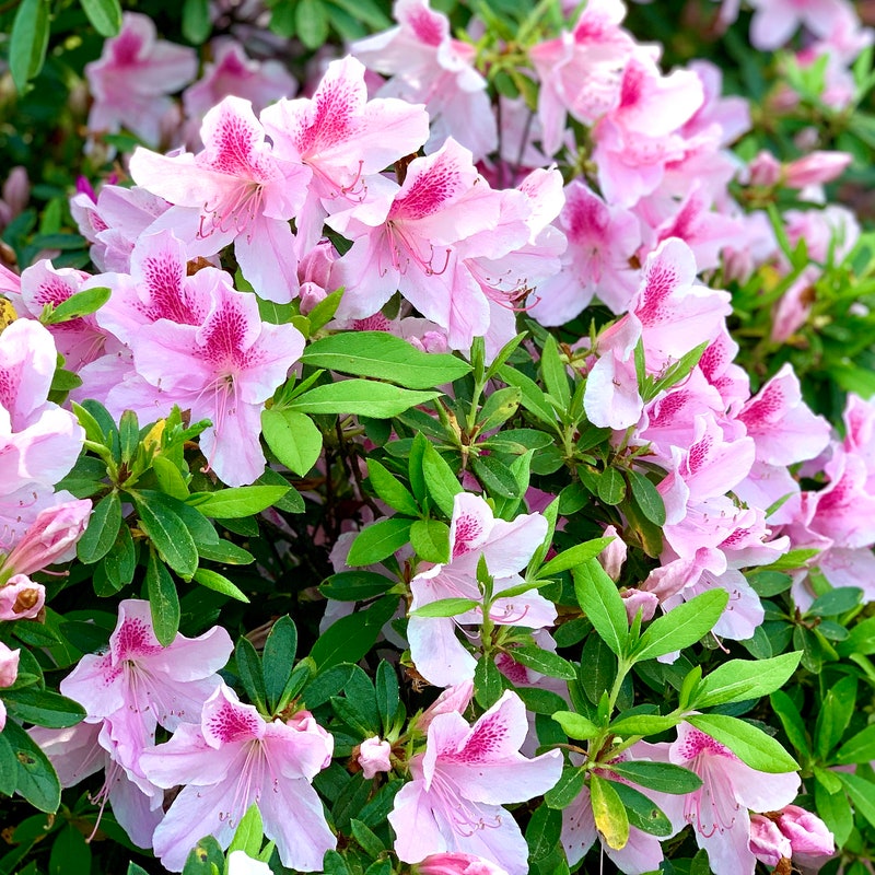 Encore Azaleas - Etsy