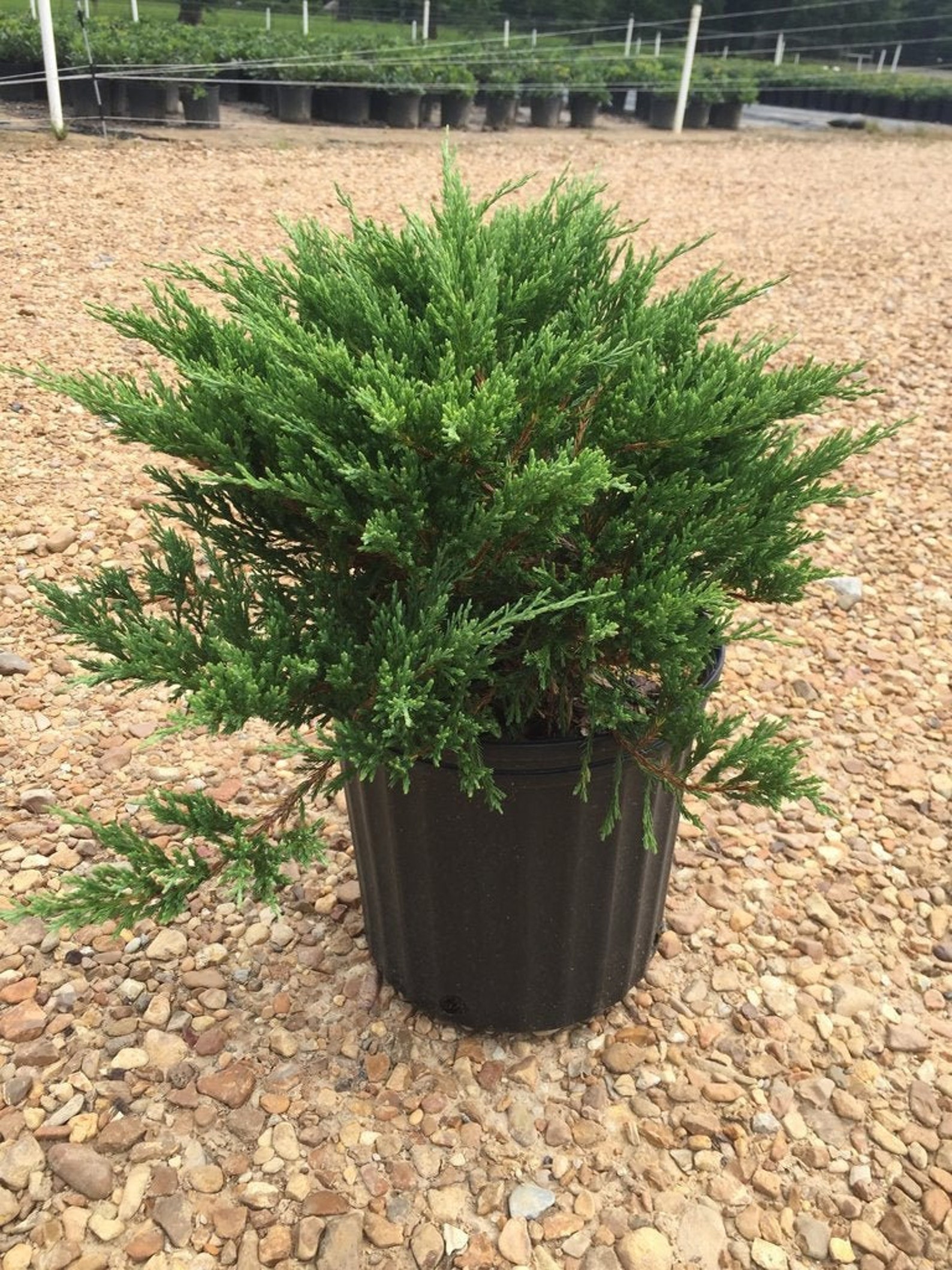 Andorra Juniper Plumosa Fern Plant Juniperus Horizontalis - Etsy