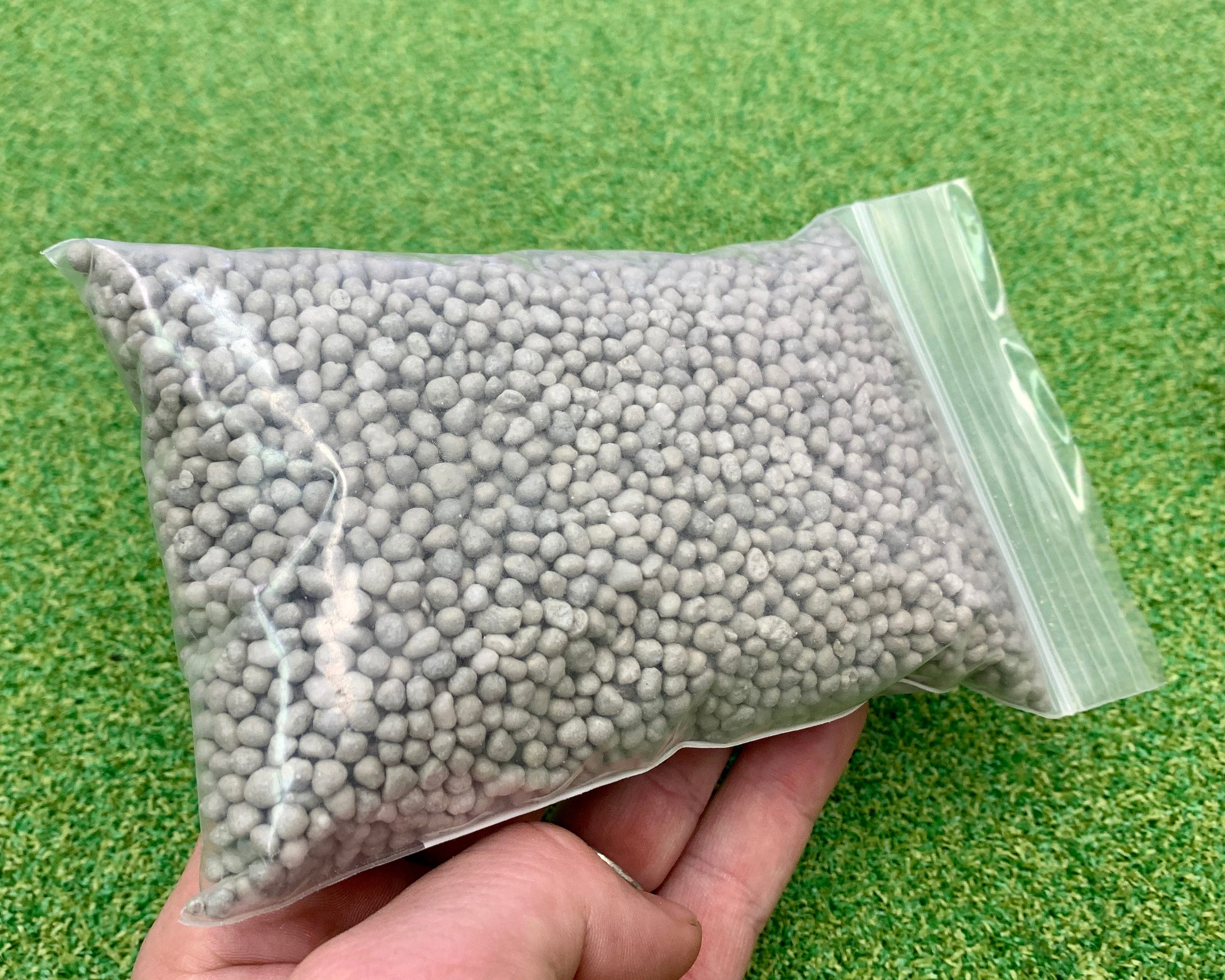 Horsetail Reed Equisetum Hyemale Horsetail Reed Grass - Etsy