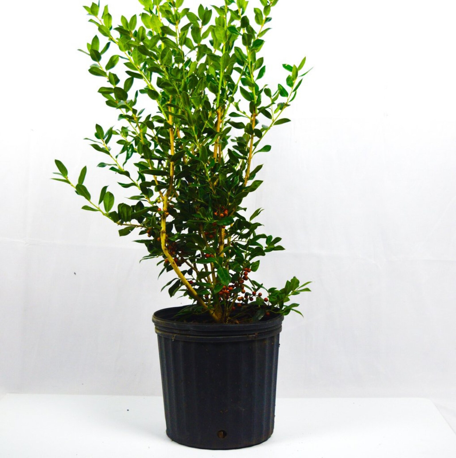 Needlepoint Holly, Evergreen Shrubs, Shrubs Bushes, Live Shrubs, Live ...