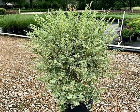 Variegated Privet Variegated Privet Tree Ferns, Grasses & Bamboo ...