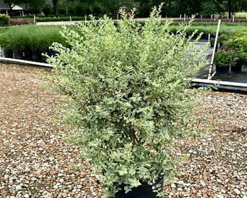 Variegated Privet, Variegated Privet Tree - Etsy