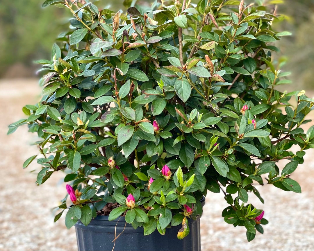 Judge Solomon Azalea, Azalea Live Plant, Pink Azalea - Etsy