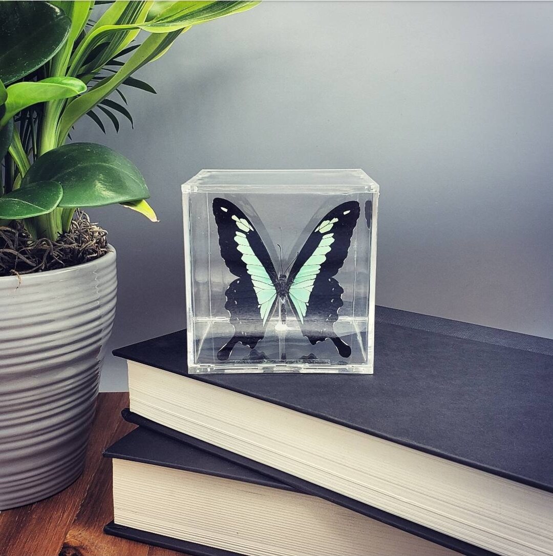 Butterfly Cube, Real Butterfly, Butterfly Art, Butterfly Gift ...