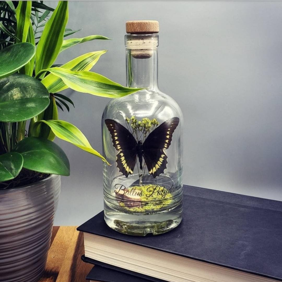 Real Battus Polydamas Butterfly Terrarium: Handcrafted Wine Bottle ...