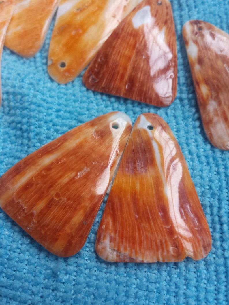 Spiny Oyster Orange Traditional Shaped Spiny Oyster - Etsy