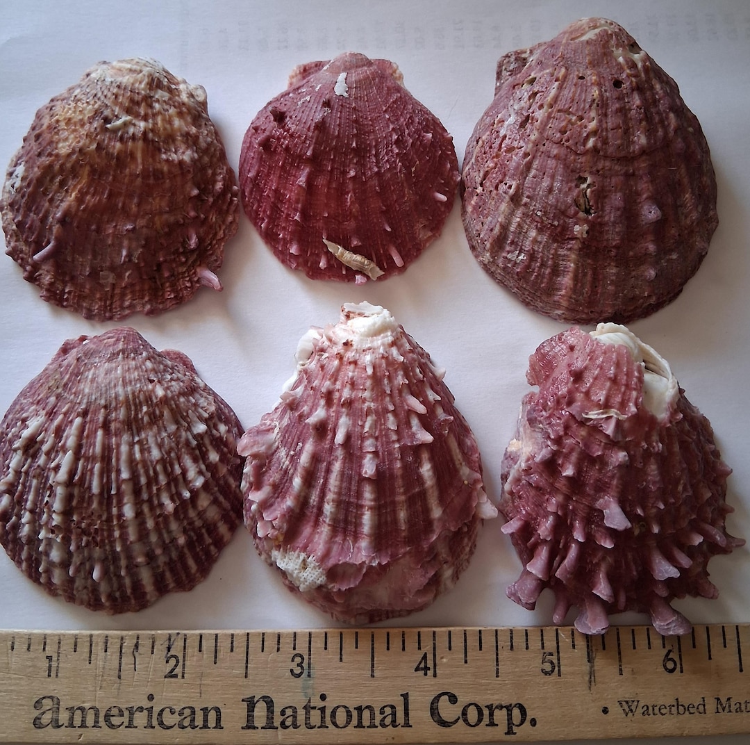 Spiny Oyster 6 Purple Half Shells Approx 2 - 3 Inches - Etsy