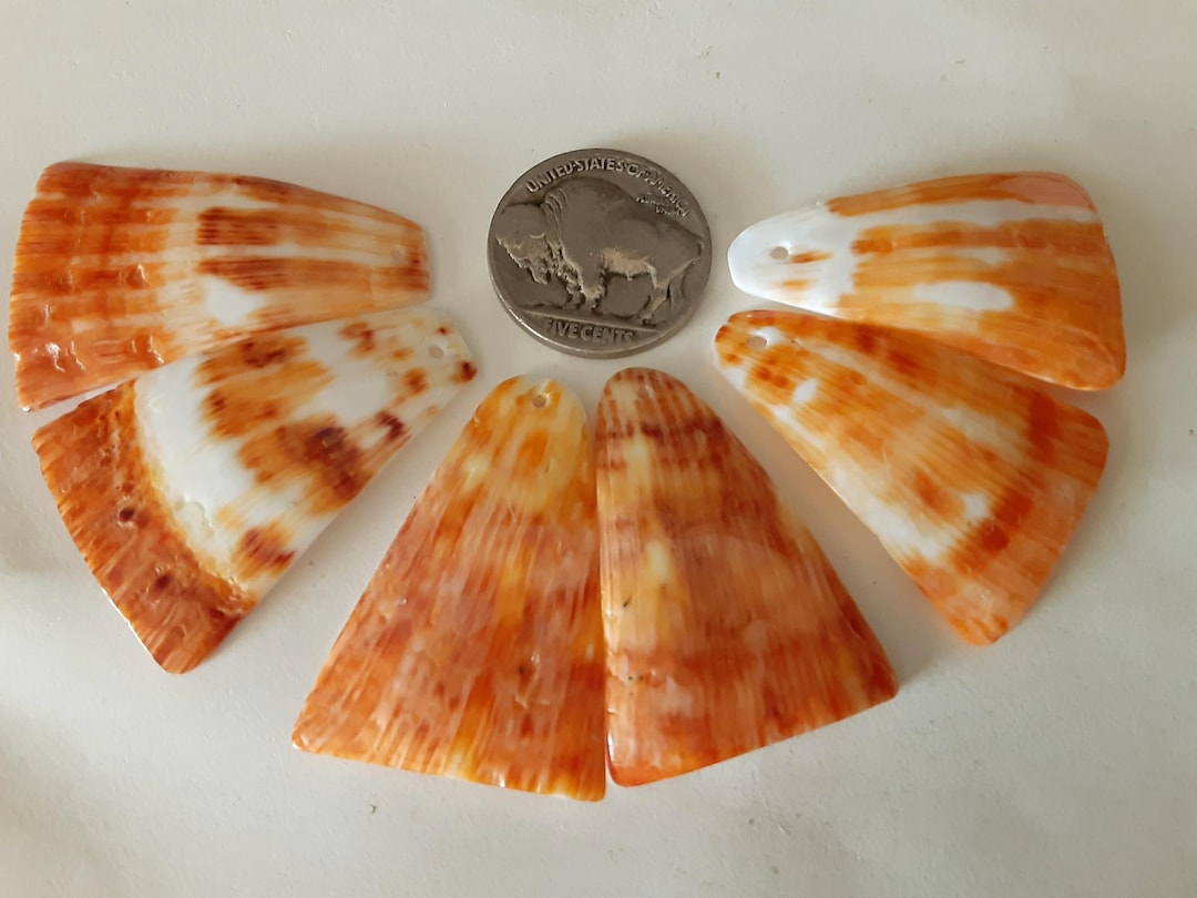 Spiny Oyster Shell 3 Pair Earring/pendants Unique BEAUTIFUL Colors - Etsy