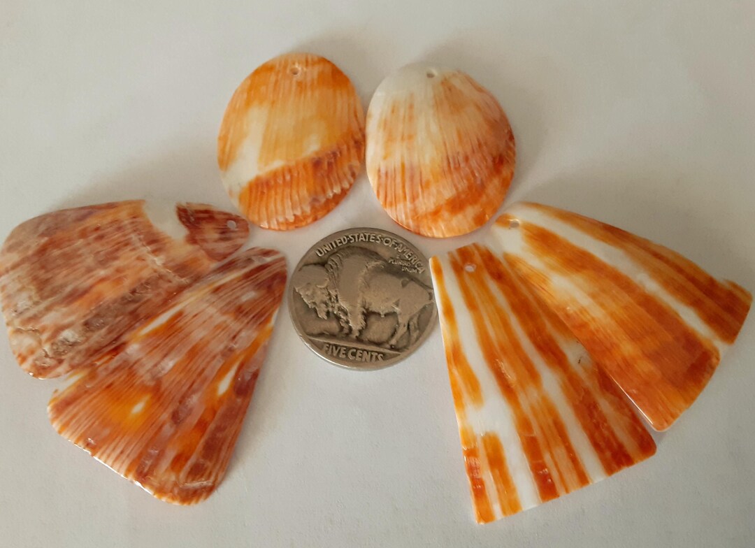Spiny Oyster Shell 3 Pair Earring/pendants Unique BEAUTIFUL Colors - Etsy