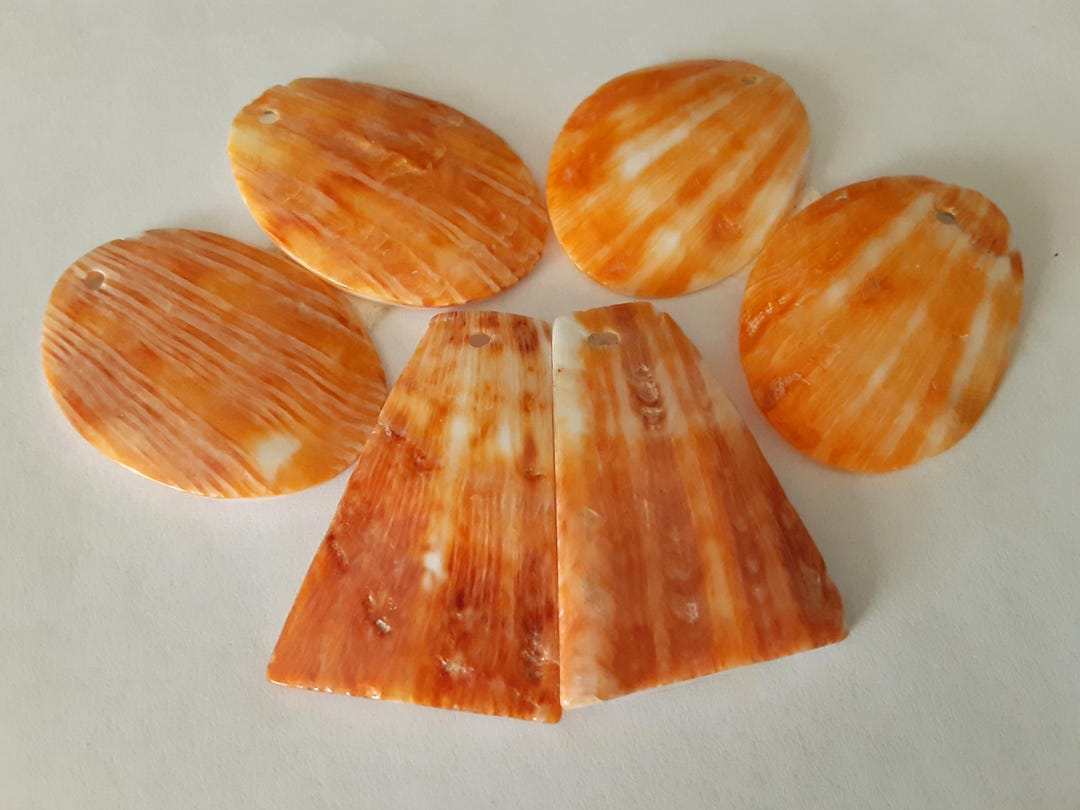 Spiny Oyster Shell 3 Pair Earring/pendants Unique BEAUTIFUL Colors - Etsy
