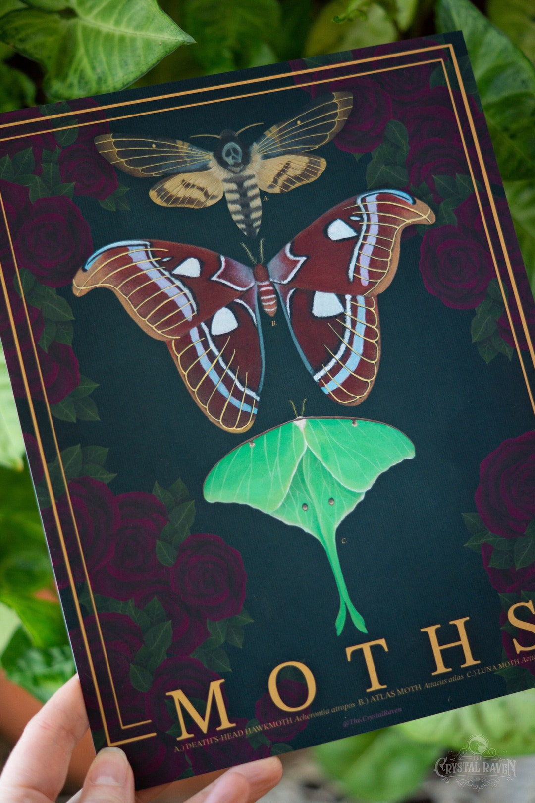 Moths of the Crystal Raven Art Print Death Head Moth Atlas - Etsy