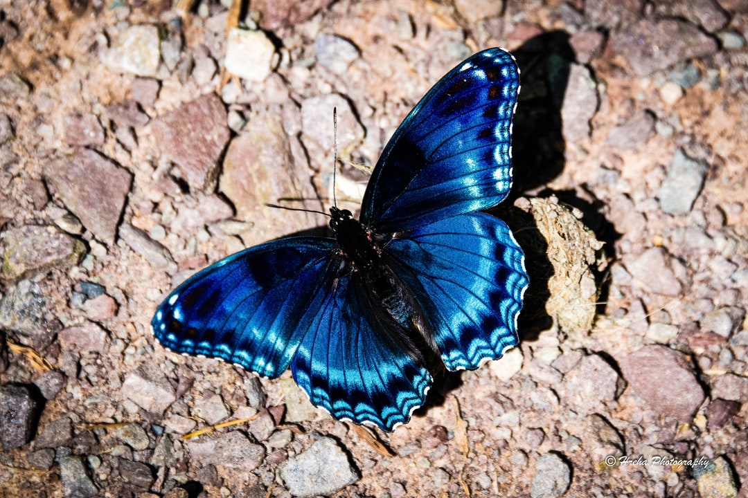 Blue Butterfly - Etsy