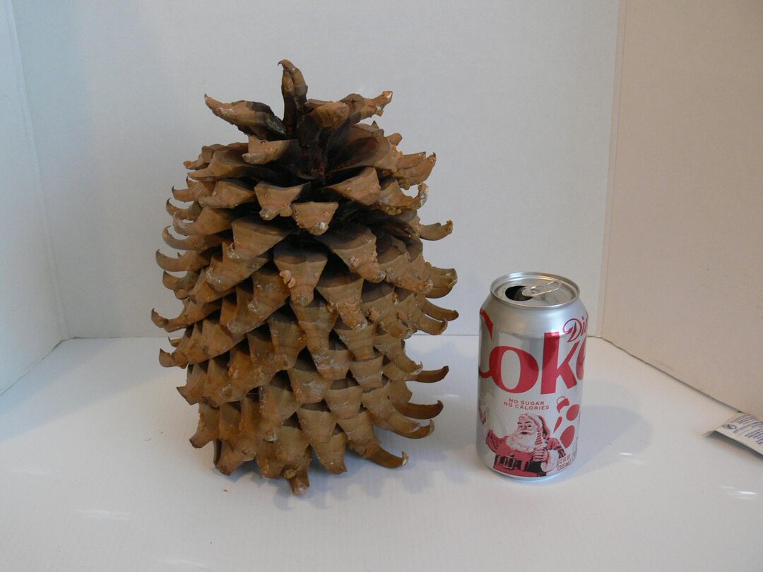 Extra Large Pine Cone 10 Inch Tall - Etsy
