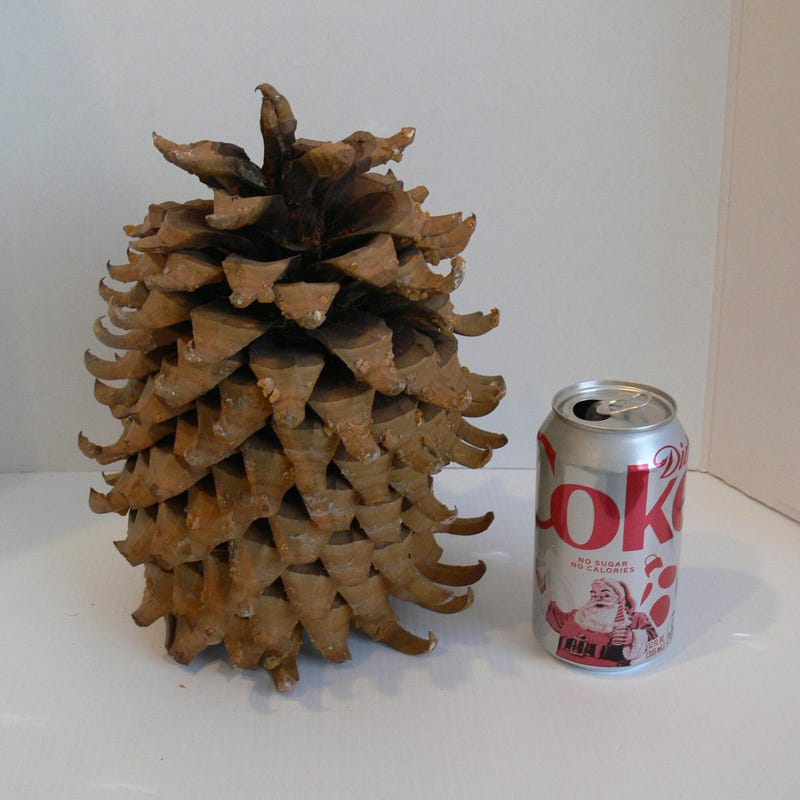 Large Pine Cones - Etsy