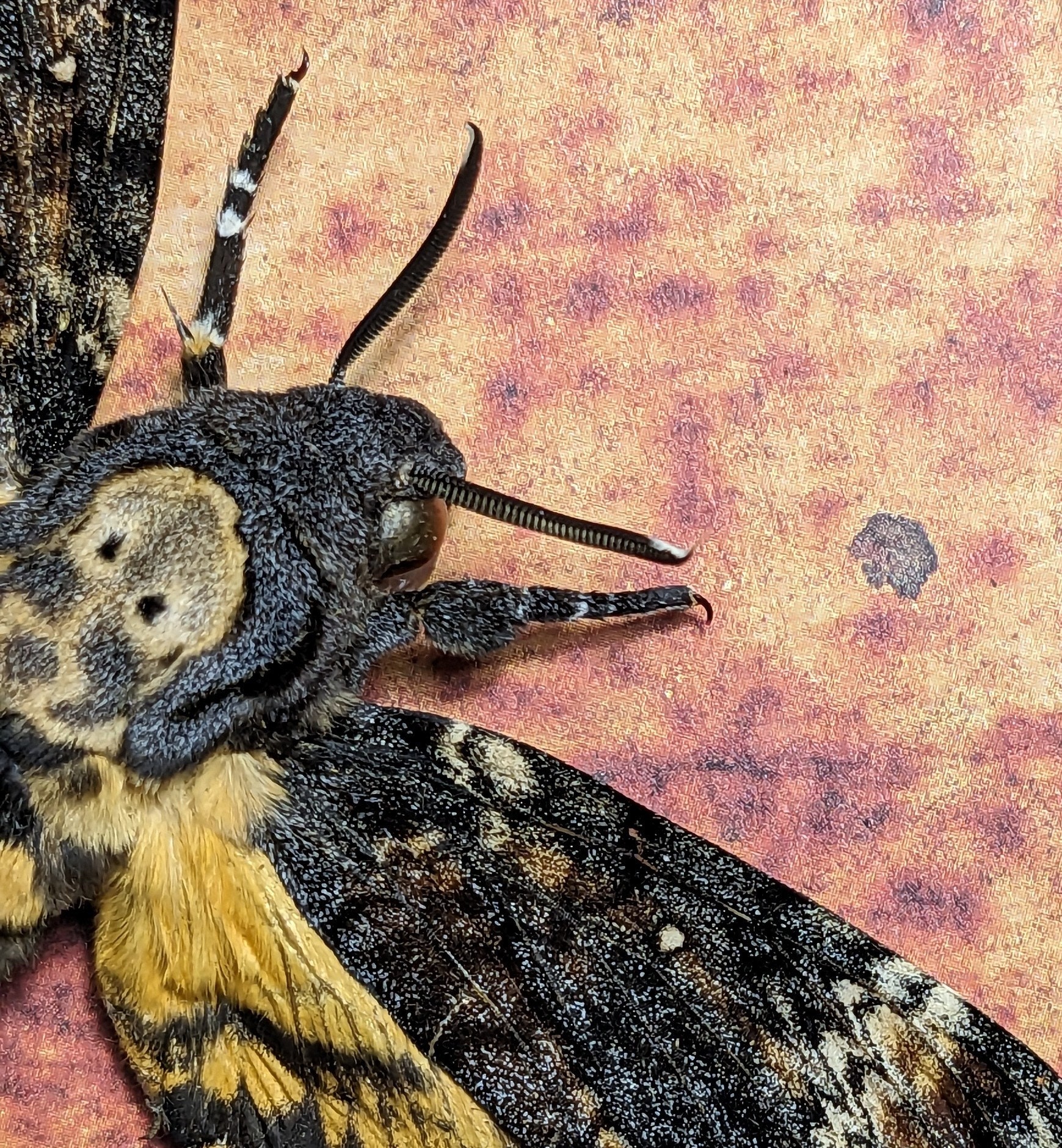Death's Head Hawkmoths - Etsy