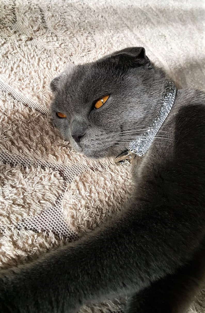 Silver Chain Bling Cat Collar Dog Collar Rhinestone Pet - Etsy