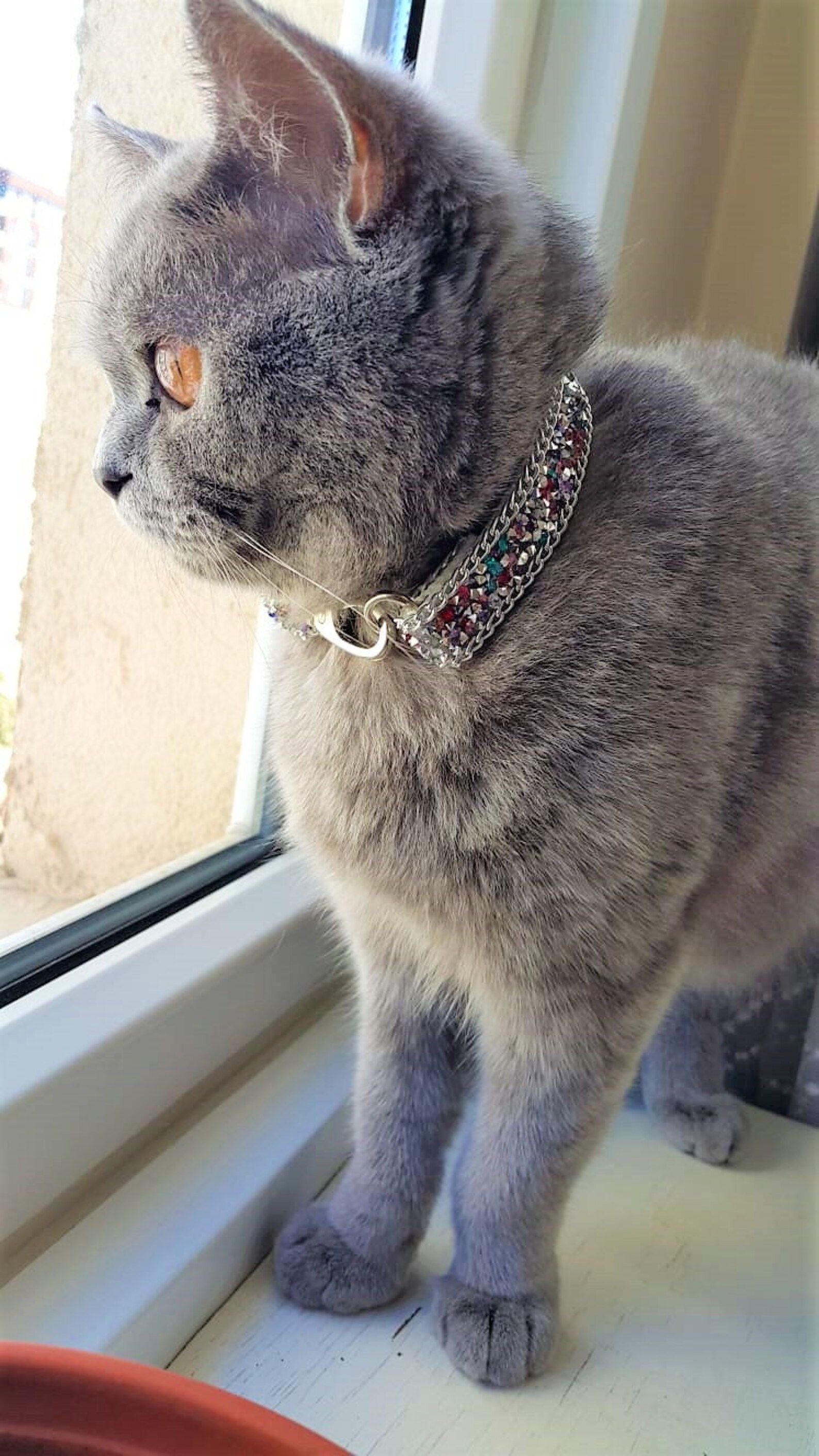 Silver Zesty Cat Collar Dog Collar Colorful Collar Wedding | Etsy