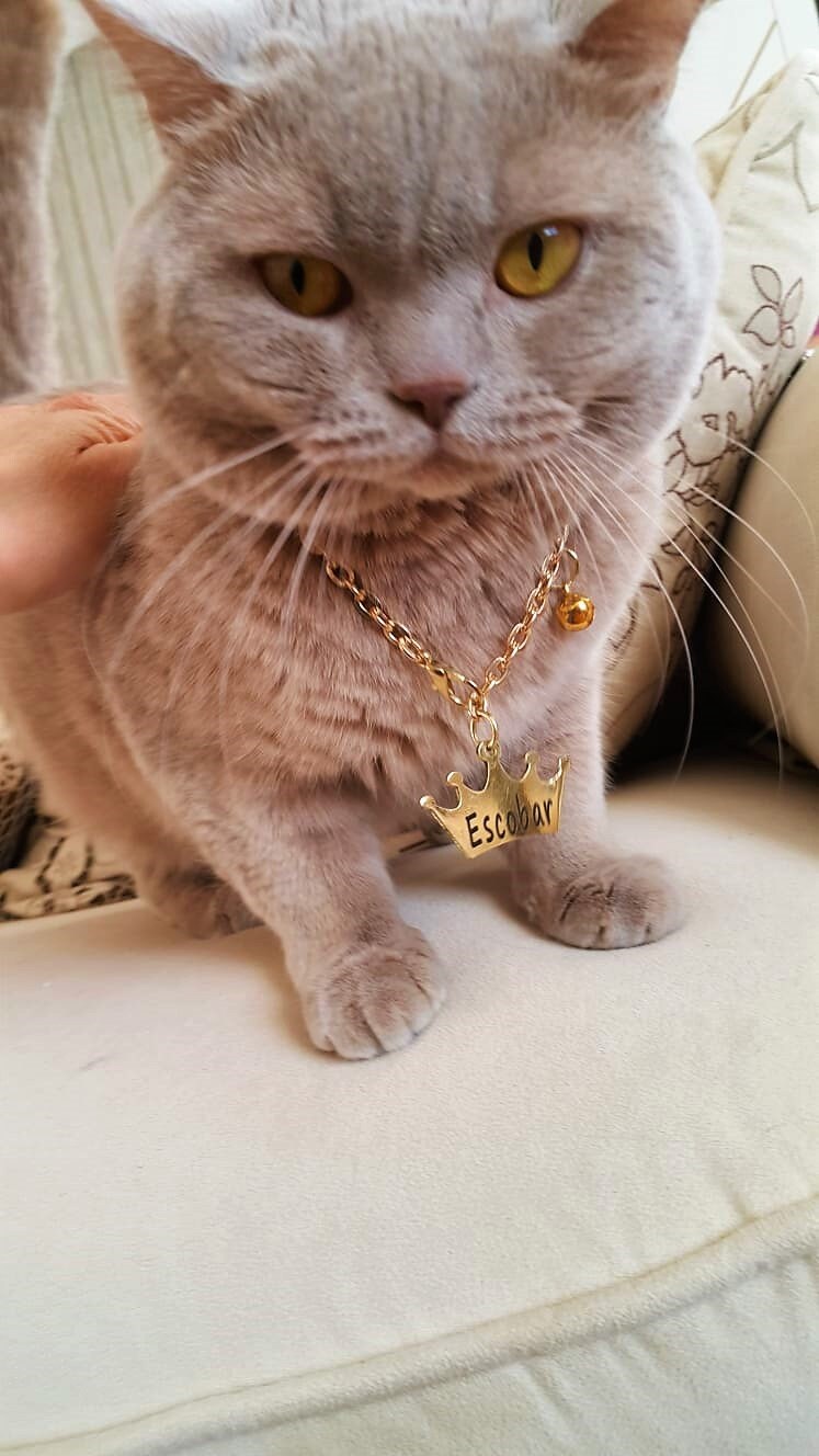 Gold Chain Pet Collar with Crown Name Tag Gold Cat Collar | Etsy