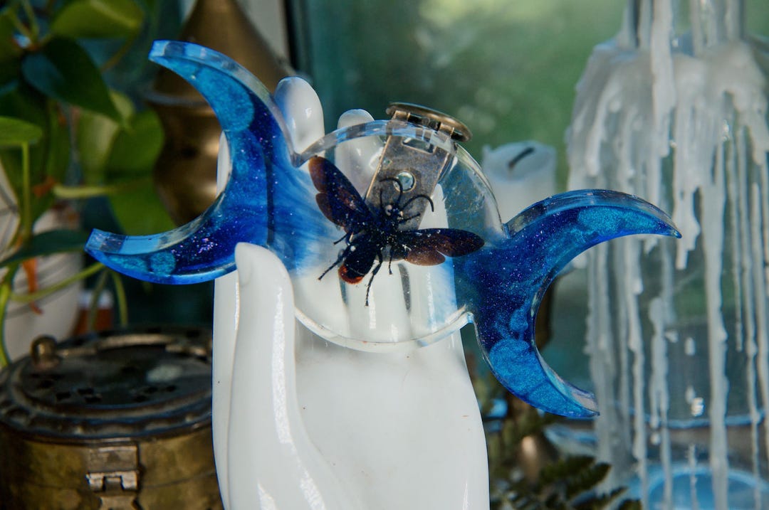 Resin Preserved Giant Wasp Wall Hang | Insect Resin Taxidermy | Lucite ...