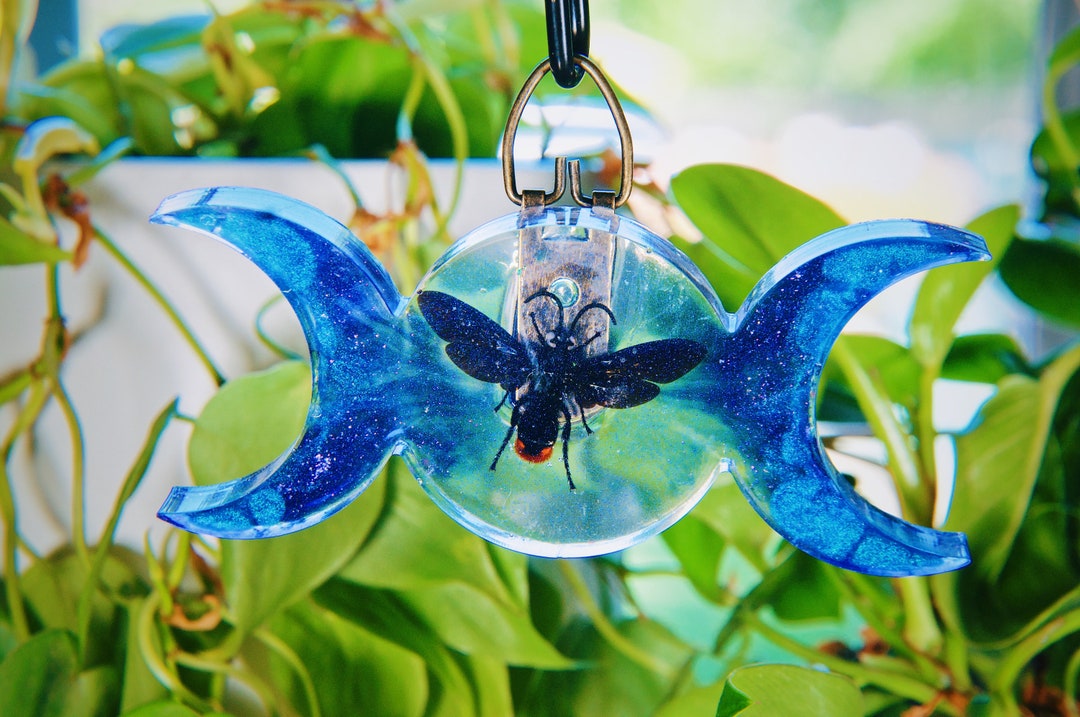 Resin Preserved Giant Wasp Wall Hang | Insect Resin Taxidermy | Lucite ...