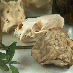 Agatized Botryoidal Crystal | White Calcite With Botryoidal Formation ...