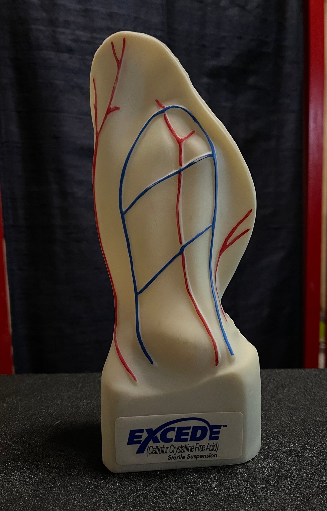 Cow Ear Model Showing Arteries and Veins Medical Diagram - Etsy