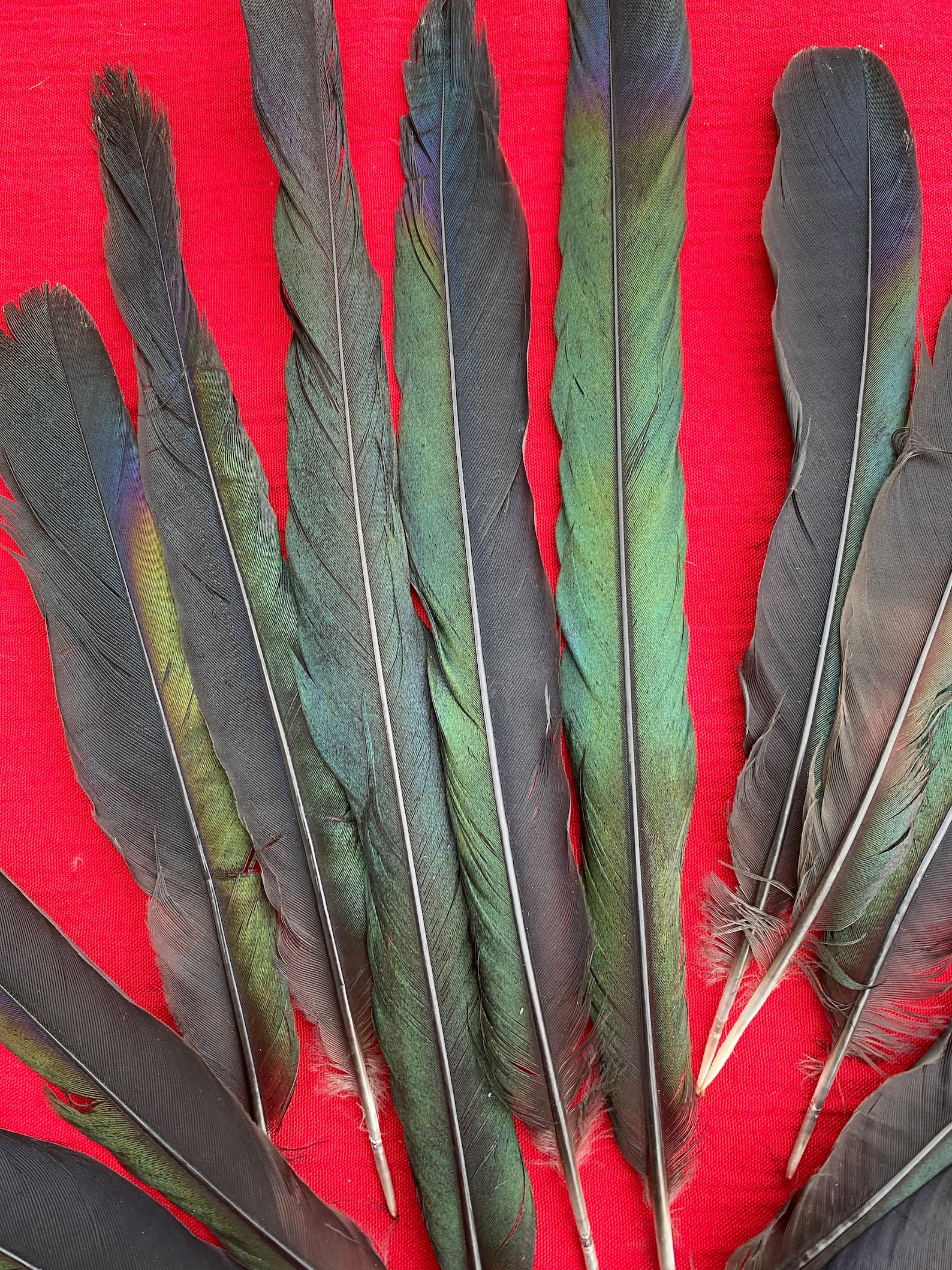 12 Magpie Tail Feathers - Etsy