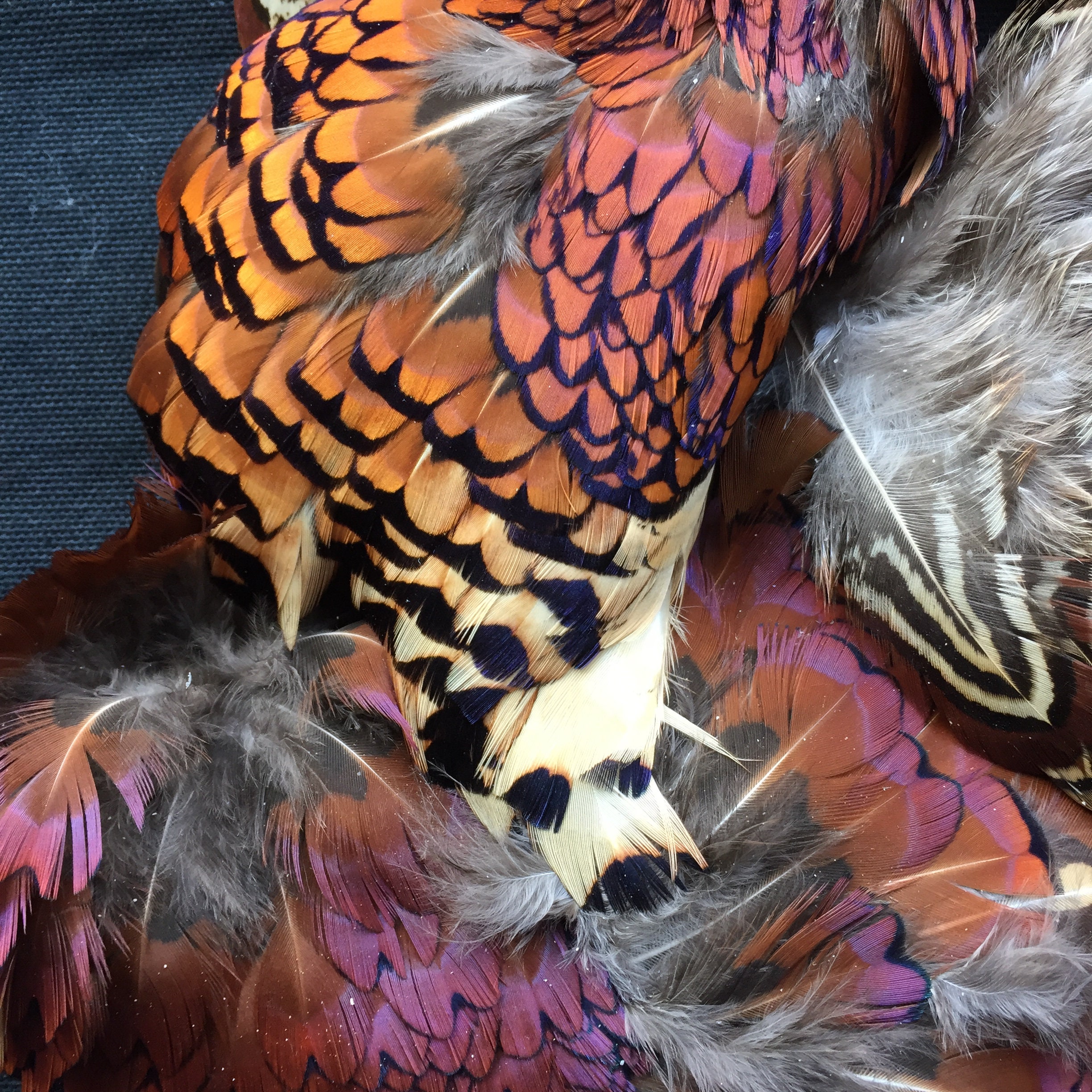 Five Pheasant Feather Patches for Art and Craft Work | Etsy