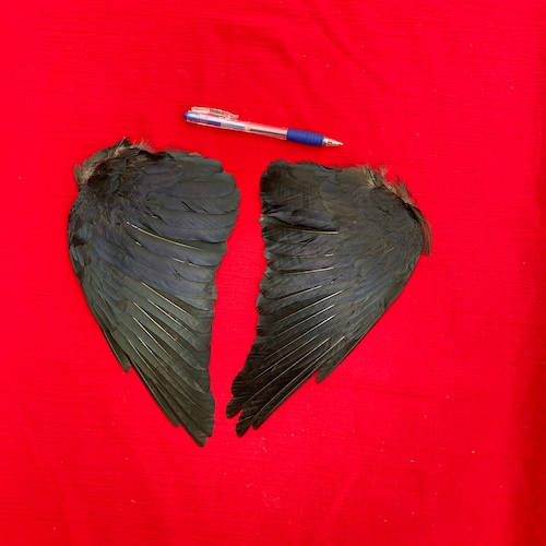 A Pair of Magpie Wings Perfect for Crafting. - Etsy