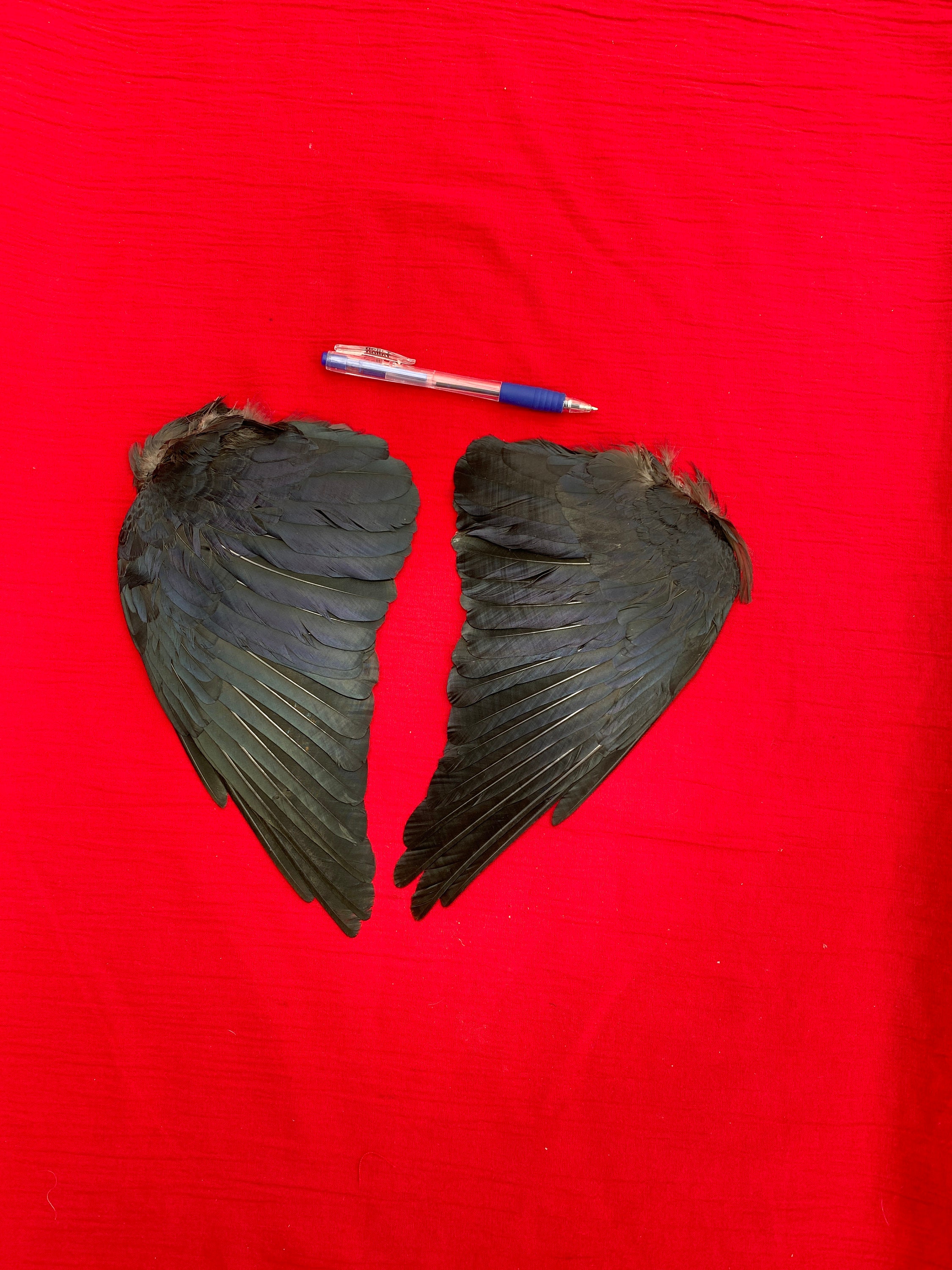 A Pair of Jackdaw Wings - Etsy