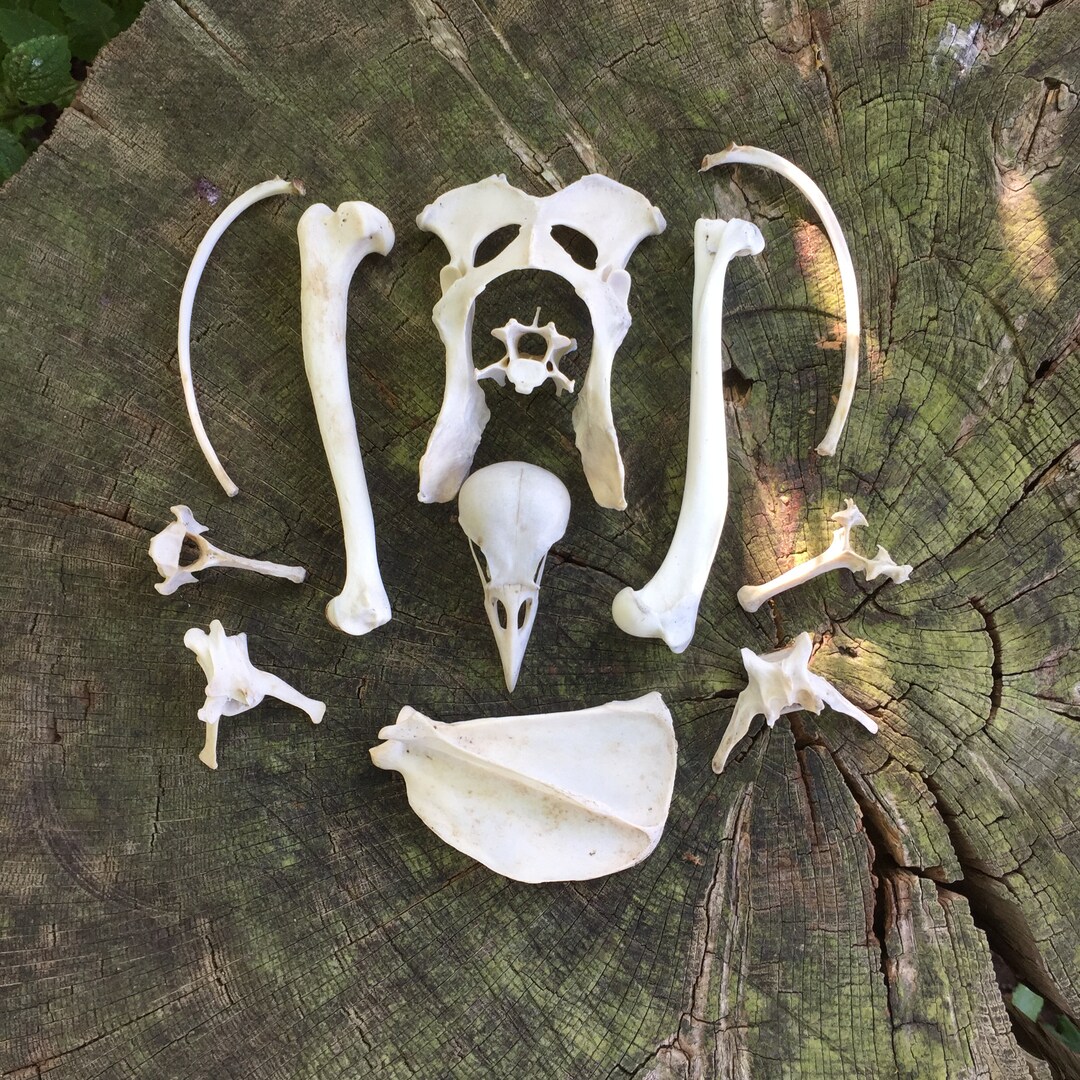 A Collection of Fox Bones and Crow Skull - Etsy