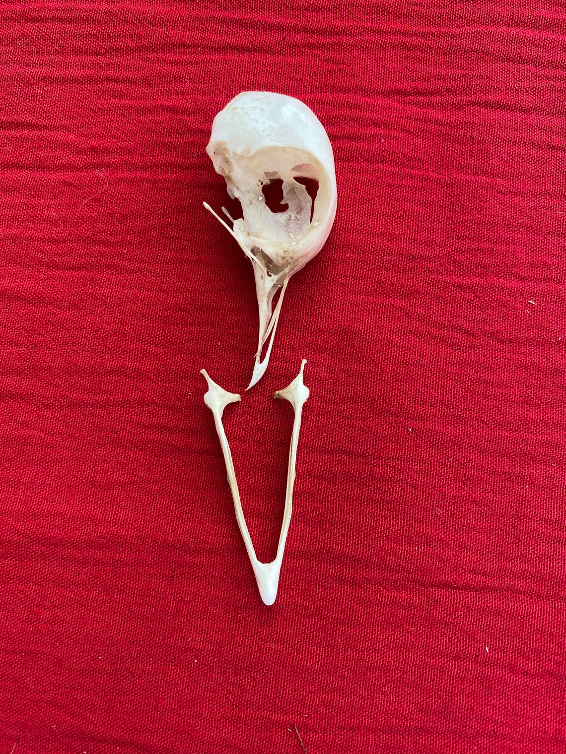 An English Wood Pigeon Skull Bird - Etsy