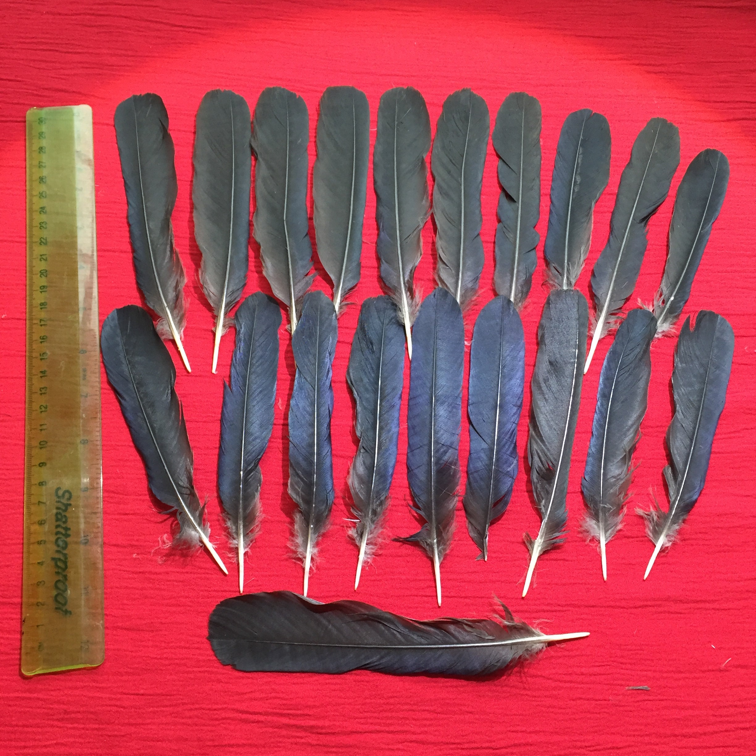 20 Large English Crow Tail Feathers - Etsy