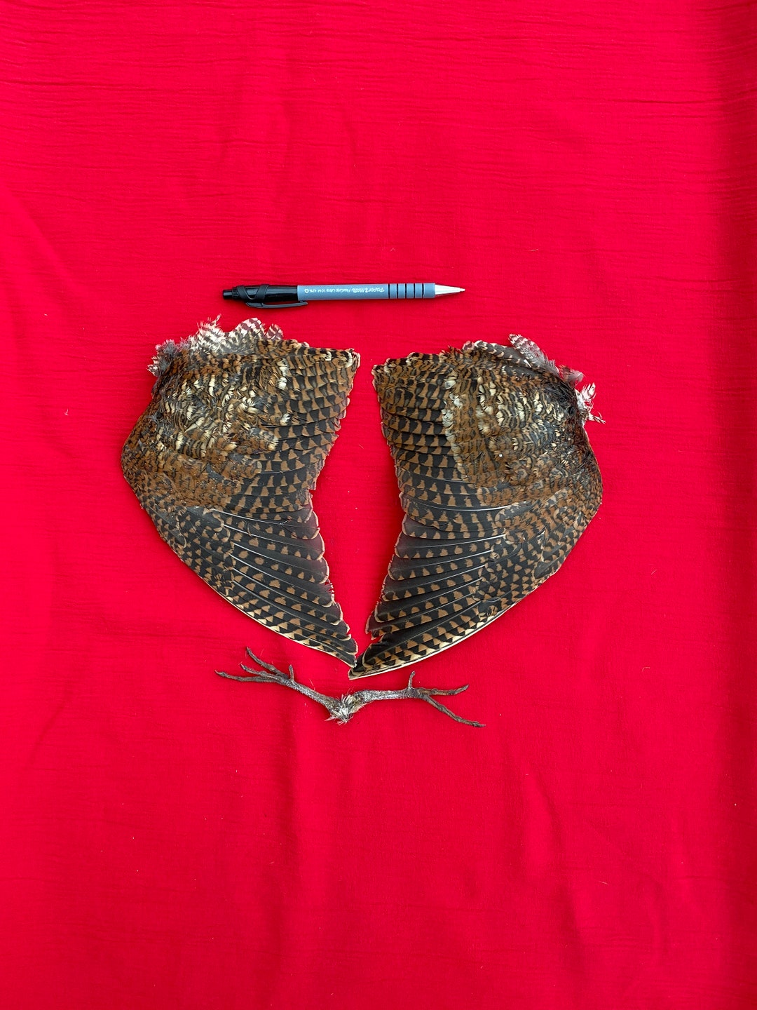 A Pair of Woodcock Wings and Feet - Etsy