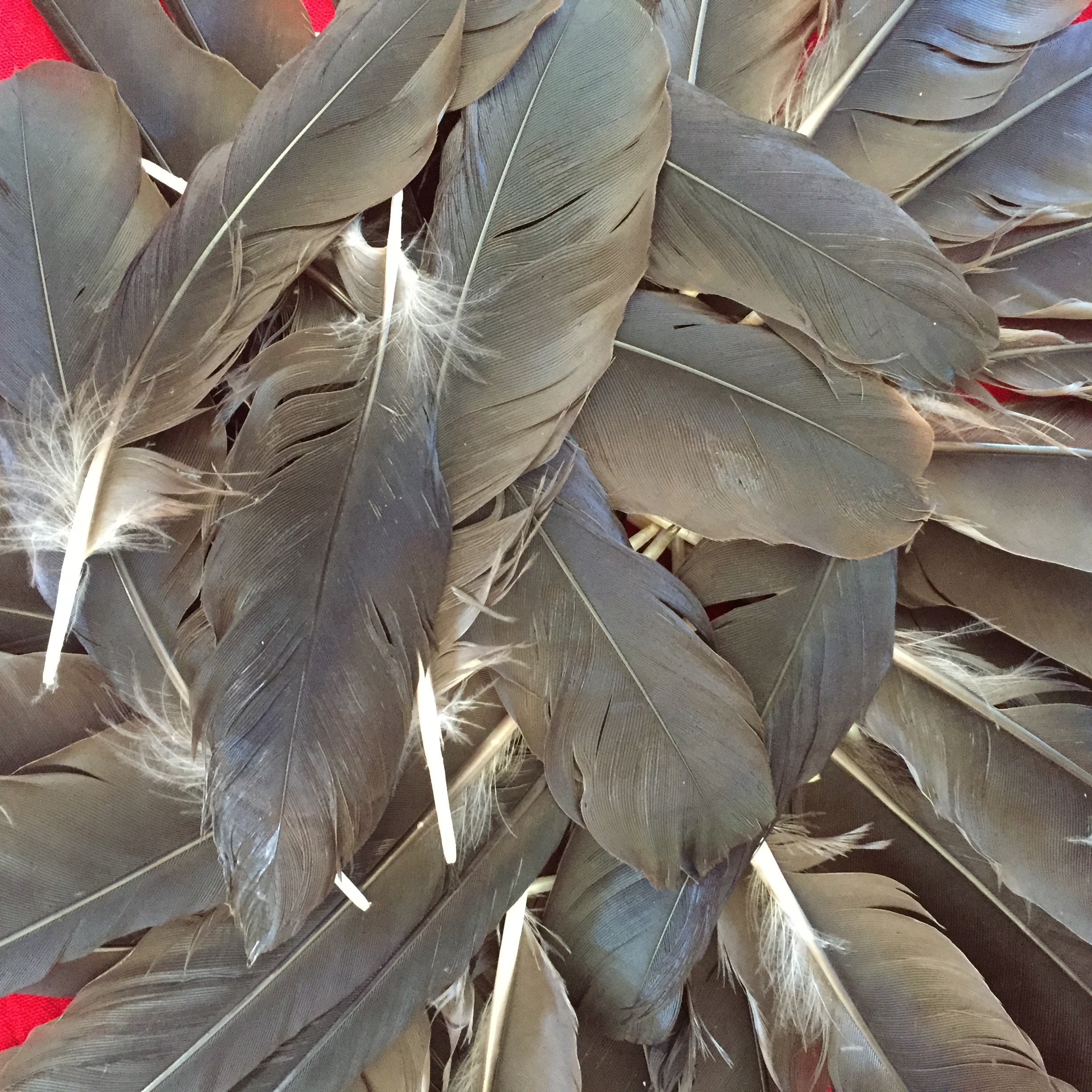 50 Assorted English Carrion Crow Wing Feathers - Etsy UK