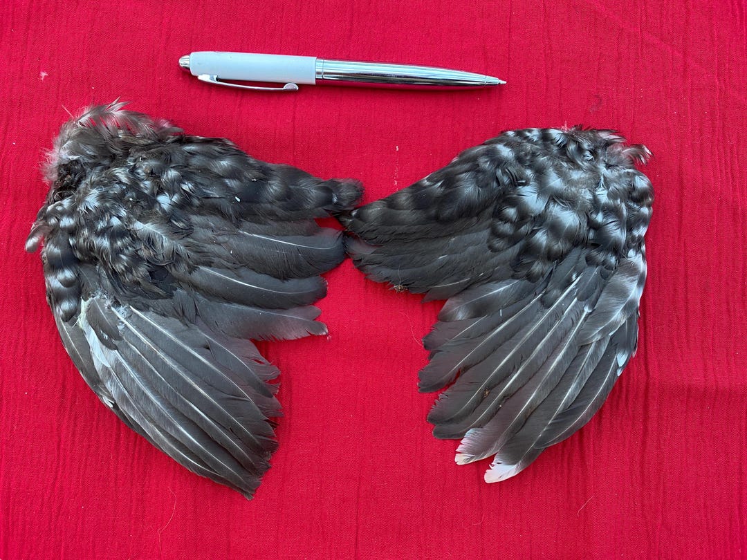 Pair Rare Breed Bantam Cockerel Wings Feathers BW7 - Etsy