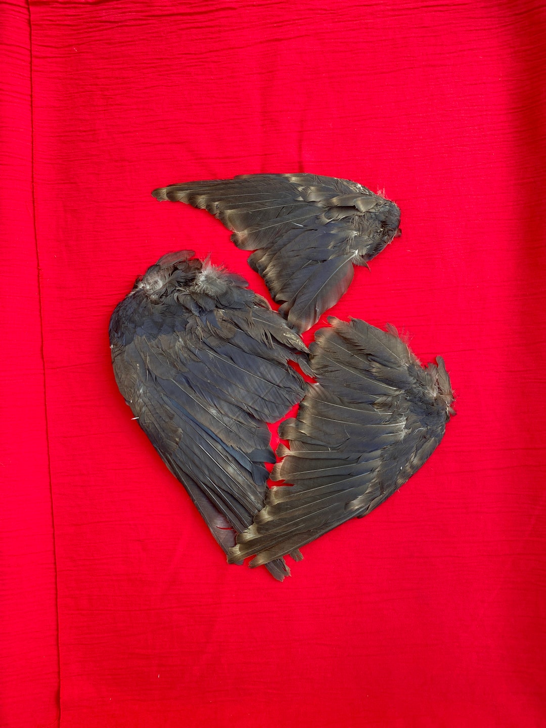 Three Rare Aberrant Crow Wing Smudge Fan Abnormal - Etsy