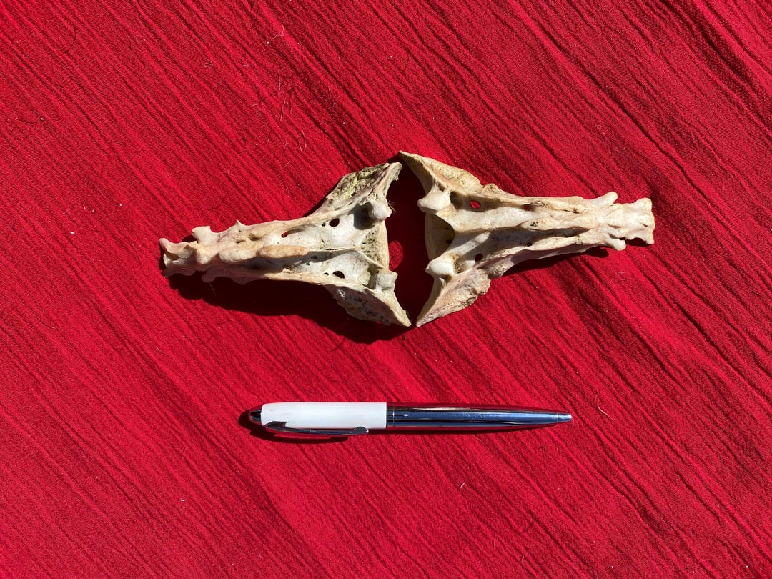 Two Fox Sacrum Bones Art Craft Animal Nature - Etsy