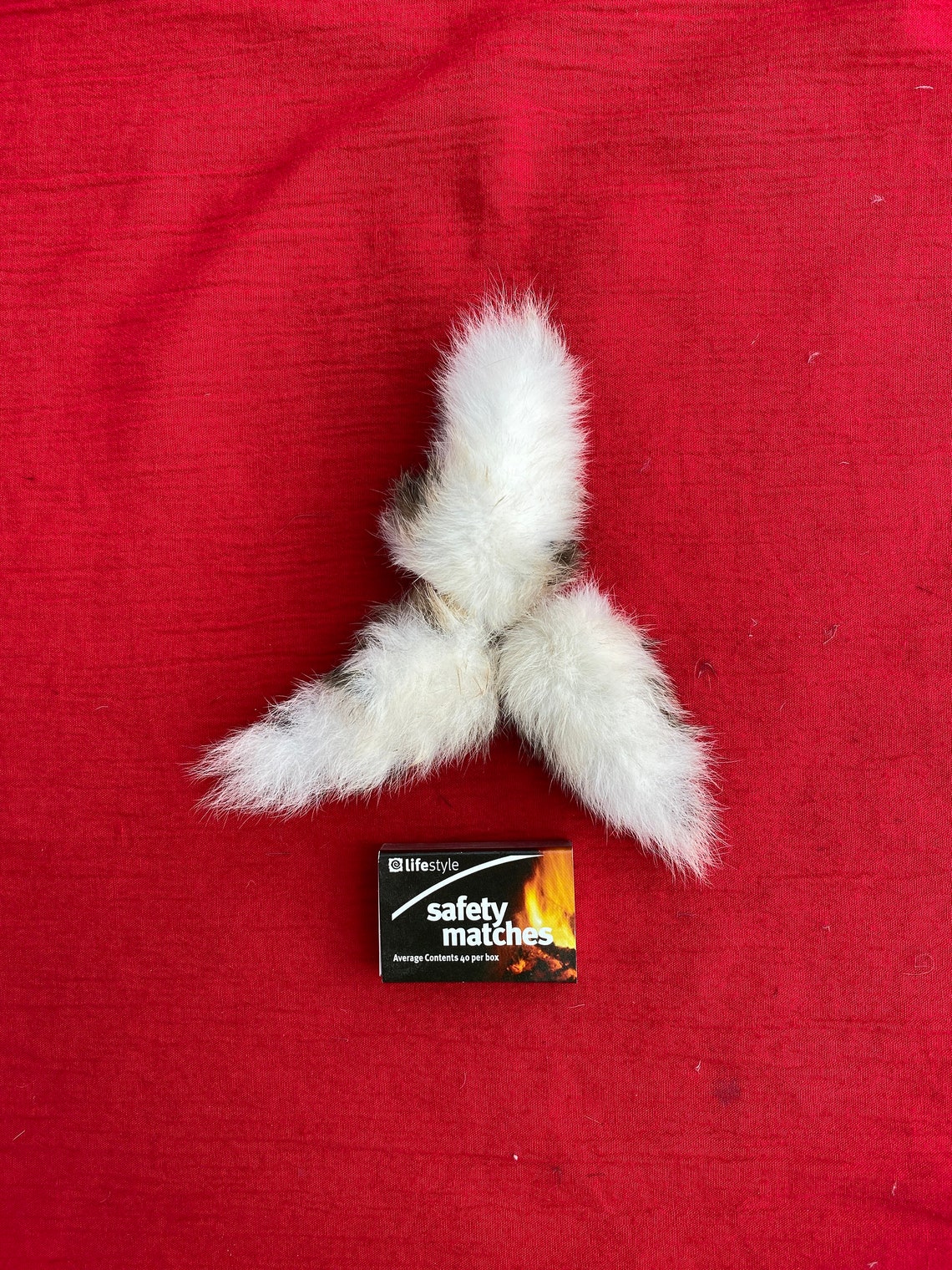 A Single Wild Rabbit Tail | Etsy