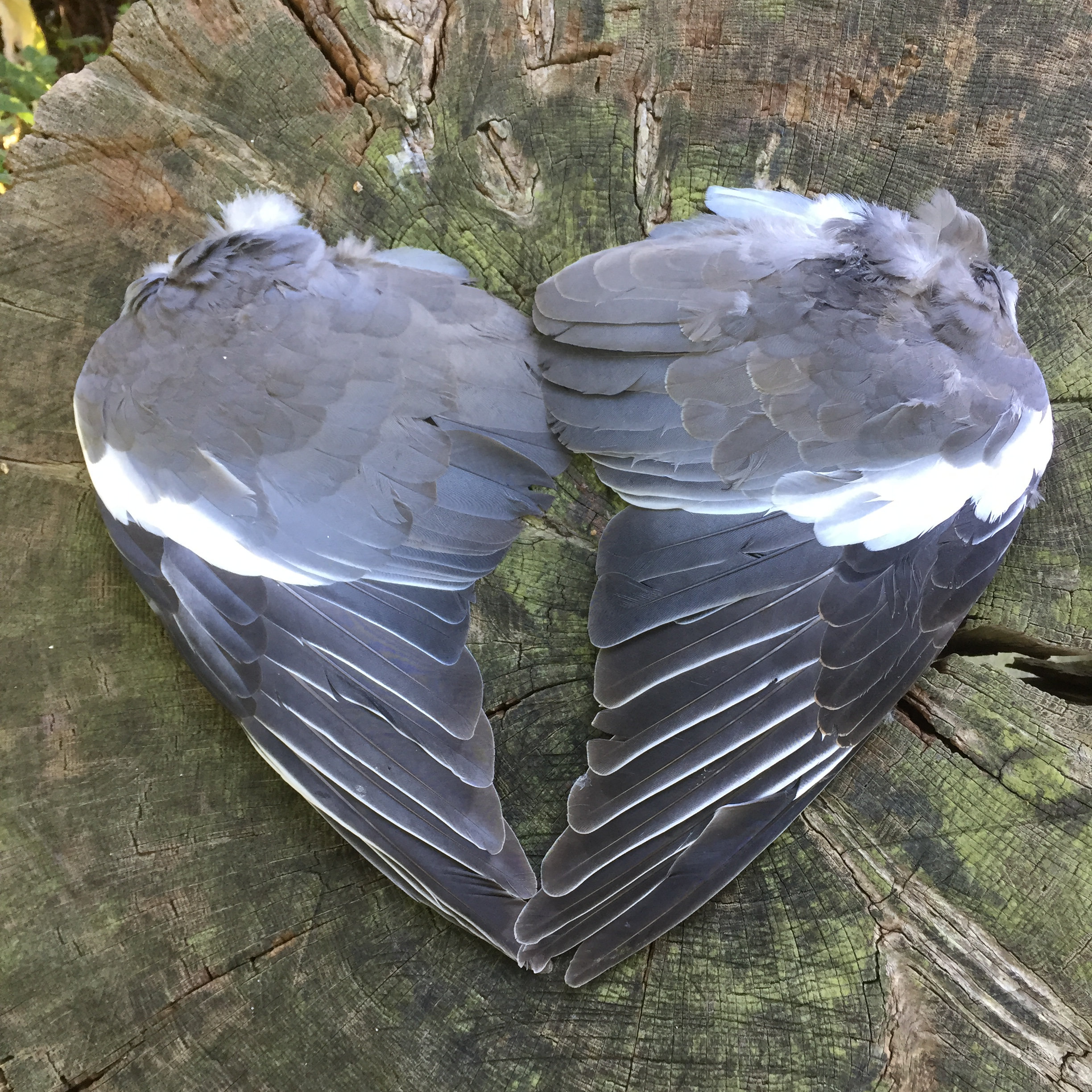A Pair of English Wood Pigeon Wings | Etsy UK